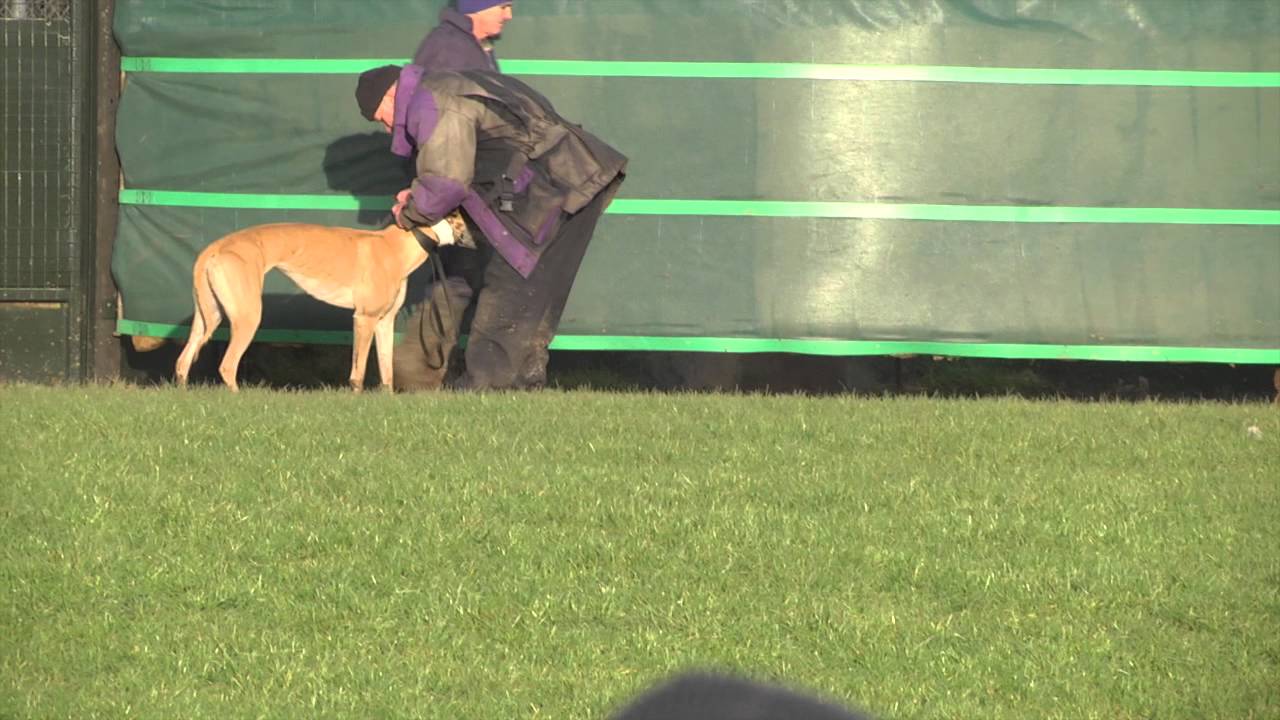 Templetouhy coursing 2015 dts,ots & cup 2nd rounds - YouTube
