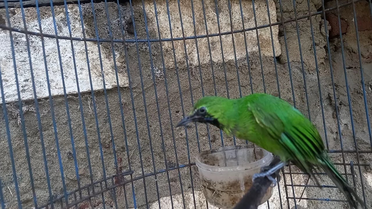 Masteran ngeriwik ijo mini - YouTube