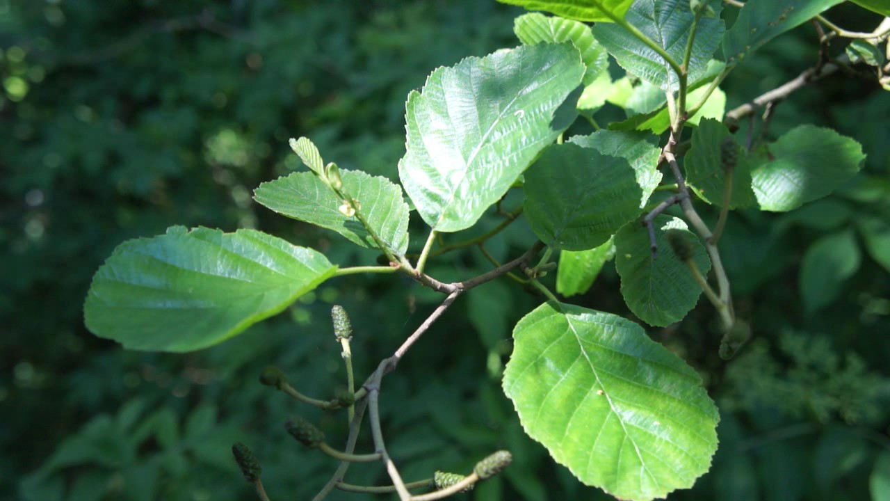 Educational videos on nature (Common Alder leaves close up) - May 2017 ...