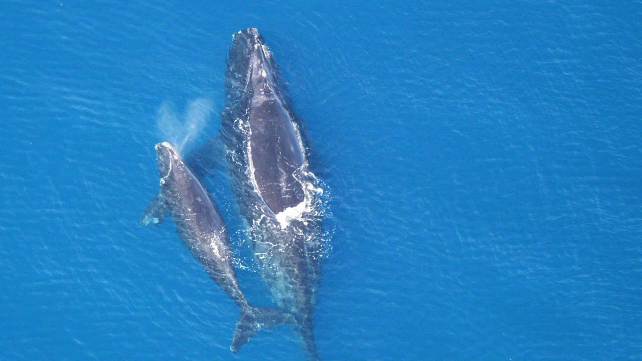 Whale Call - YouTube