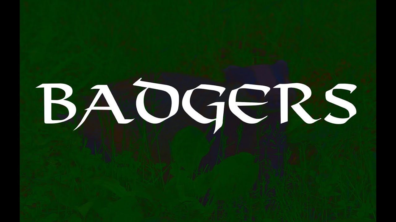 Badgers in Celtic Folklore - YouTube