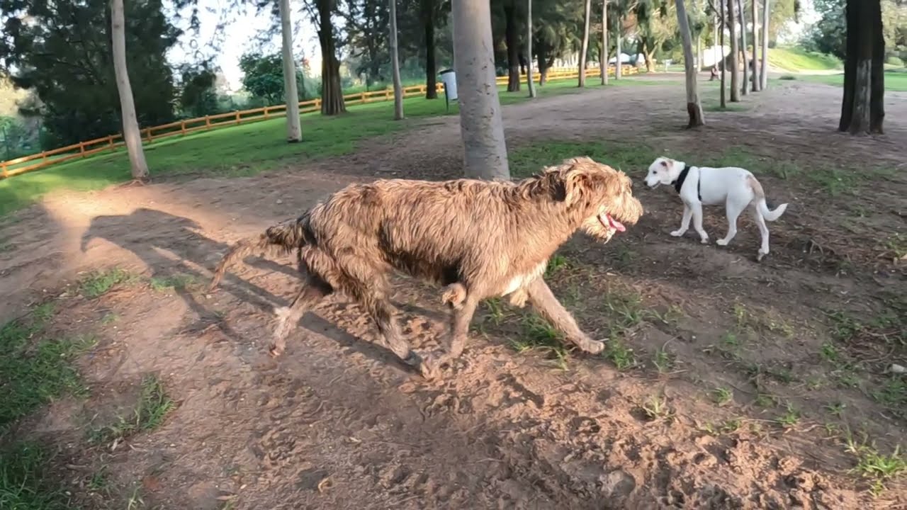 Lobero irlandés | Slow Motion Episodio #18 - YouTube