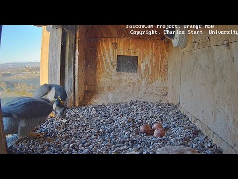 FalconCam Project CSU Orange AUS - Xavier ze szpakiem dla Diamond ...
