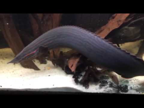 32" Fire Eel - YouTube