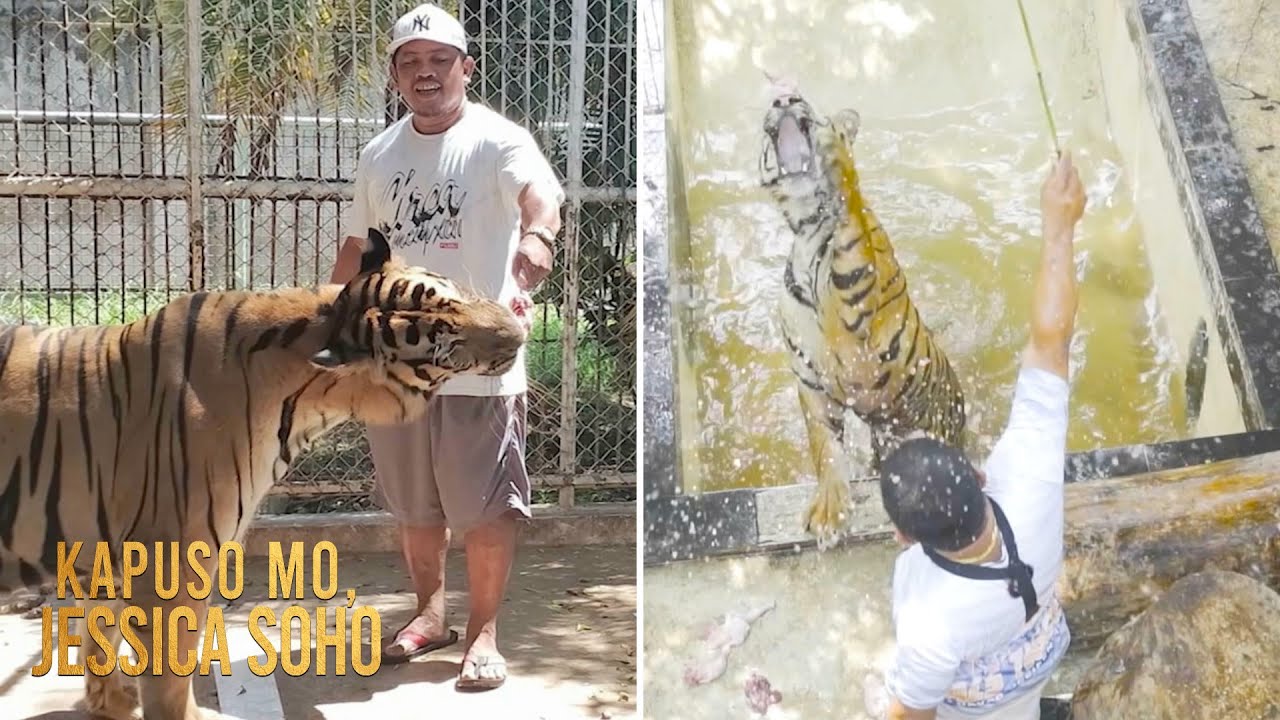 Lalaki sa Davao Occidental, tinaguriang 'Pinoy Tiger Whisperer ...