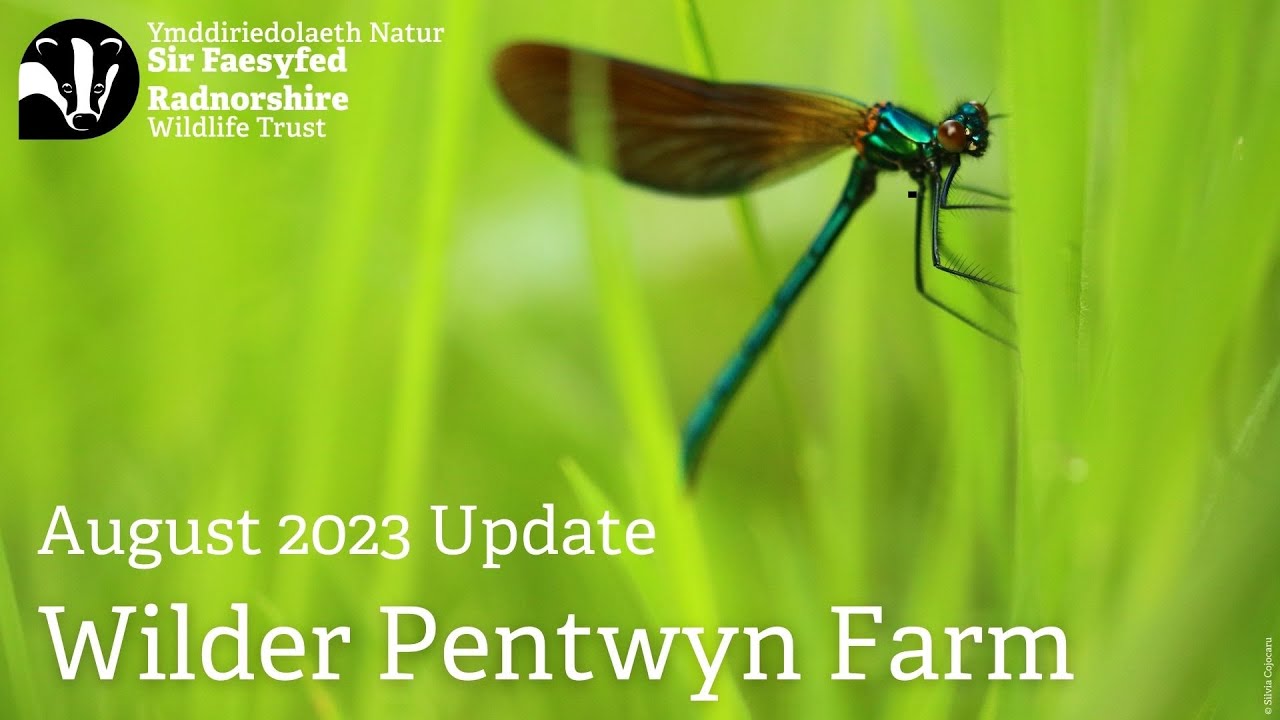 Wilder Pentwyn Farm - August Update - YouTube