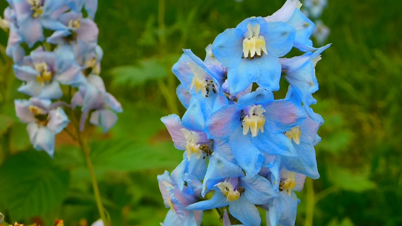 Unique Blue Flowers - Free Stock Creative Commons Video - YouTube