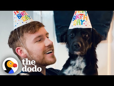 Couple On Vacation Save A Tiny Stray Puppy | The Dodo Faith = Restored