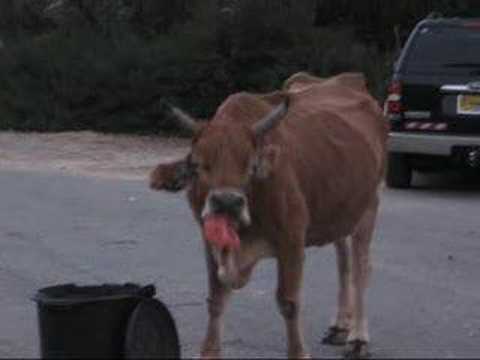 Mad Cow ( When docile animals attack ) - YouTube
