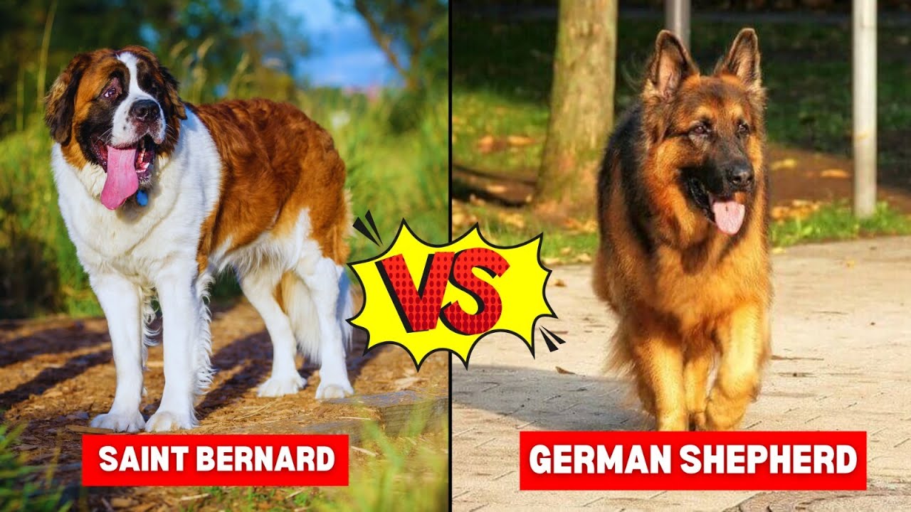 Saint Bernard vs German Shepherd: Who is Best? - YouTube