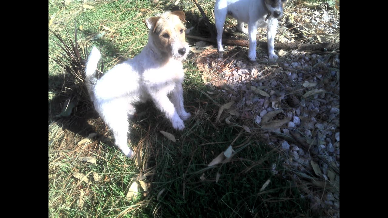 El ataque de los parson terriers - YouTube