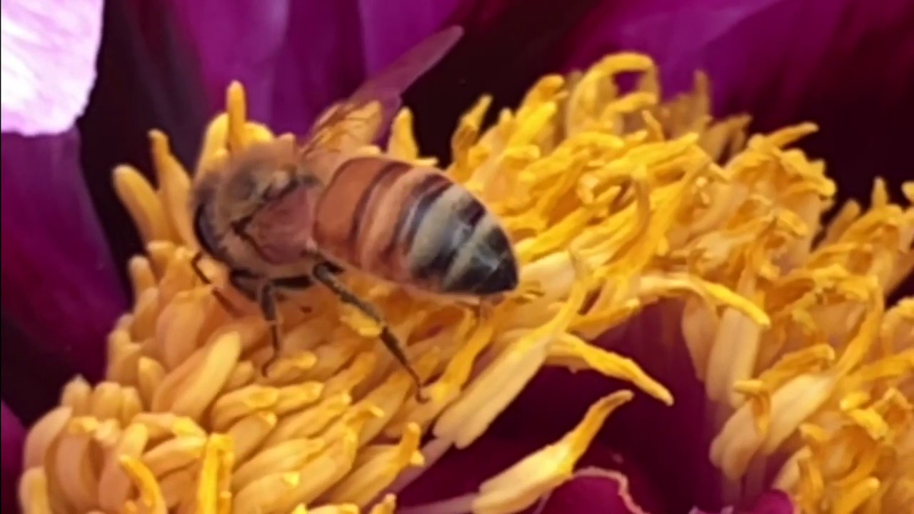 Installing Bees at the Calleva Farm - Calleva Home Camp - YouTube