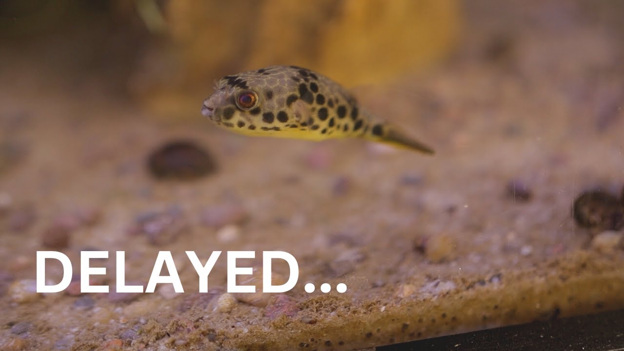 This Was ALMOST A Disaster! (New Puffer Fish) - YouTube