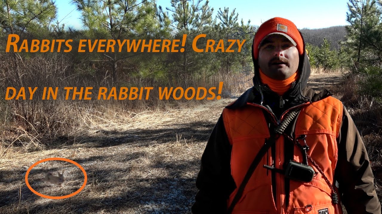 First Virginia Rabbit Hunt of 2025 with beagles! Lots of Action! - YouTube