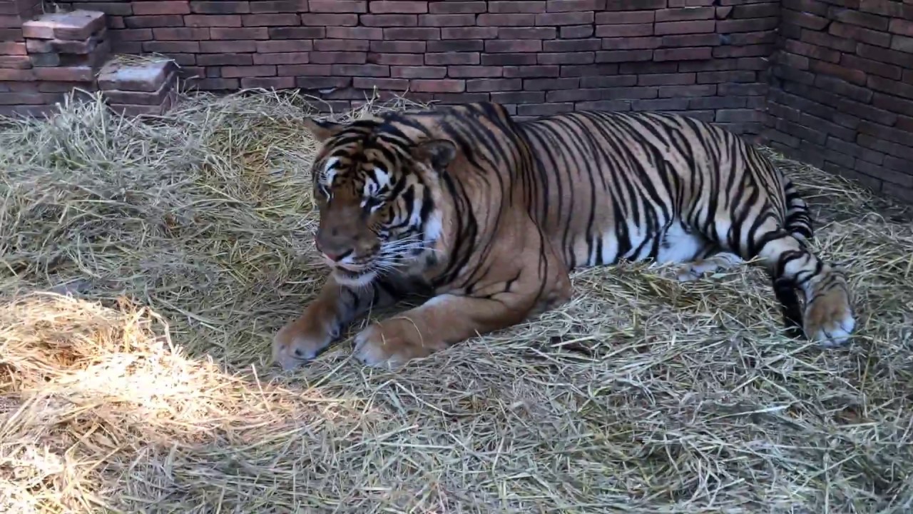Giant Tiger Claws! - Tiger Kingdom Chiang Mai - YouTube