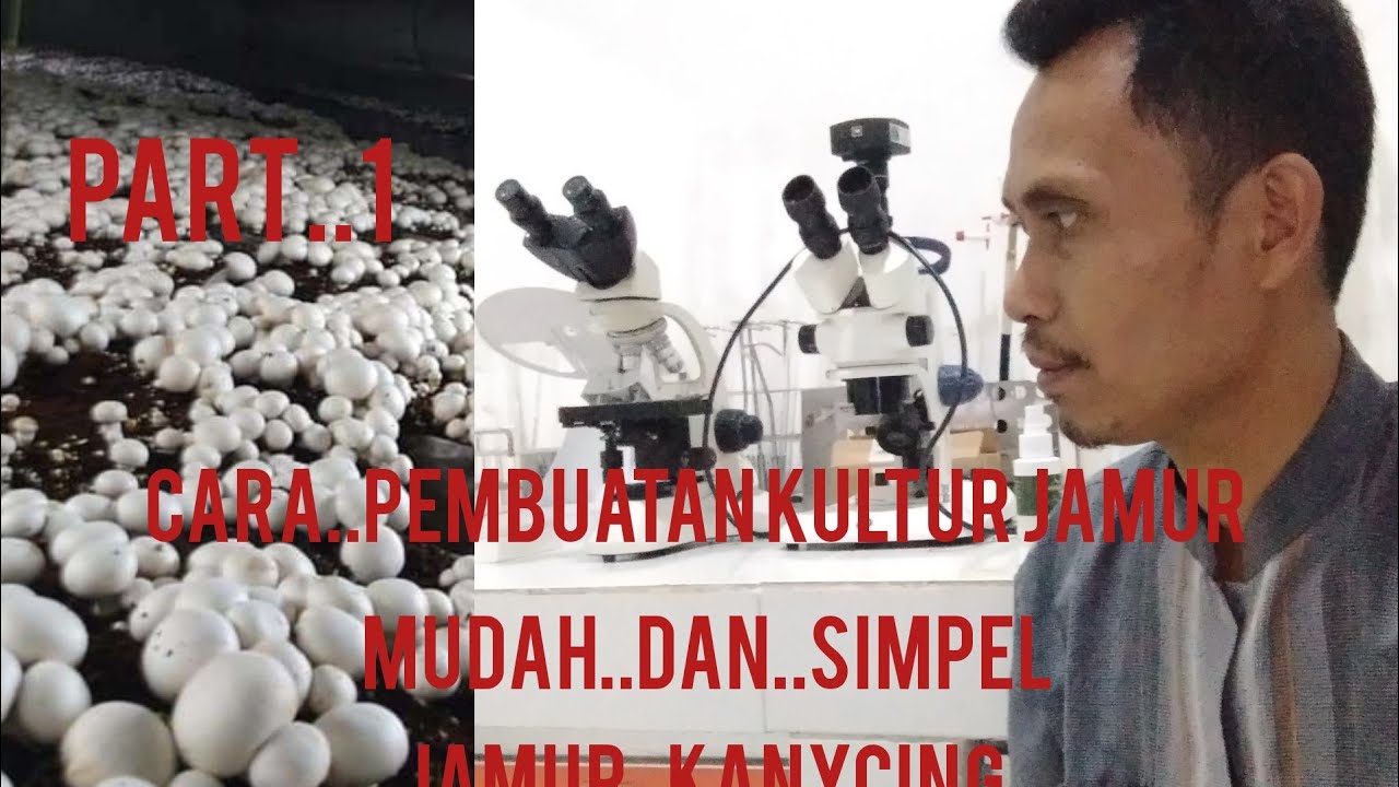 Cara Pembuatan Bibit F0 Jamur Kancing Youtube