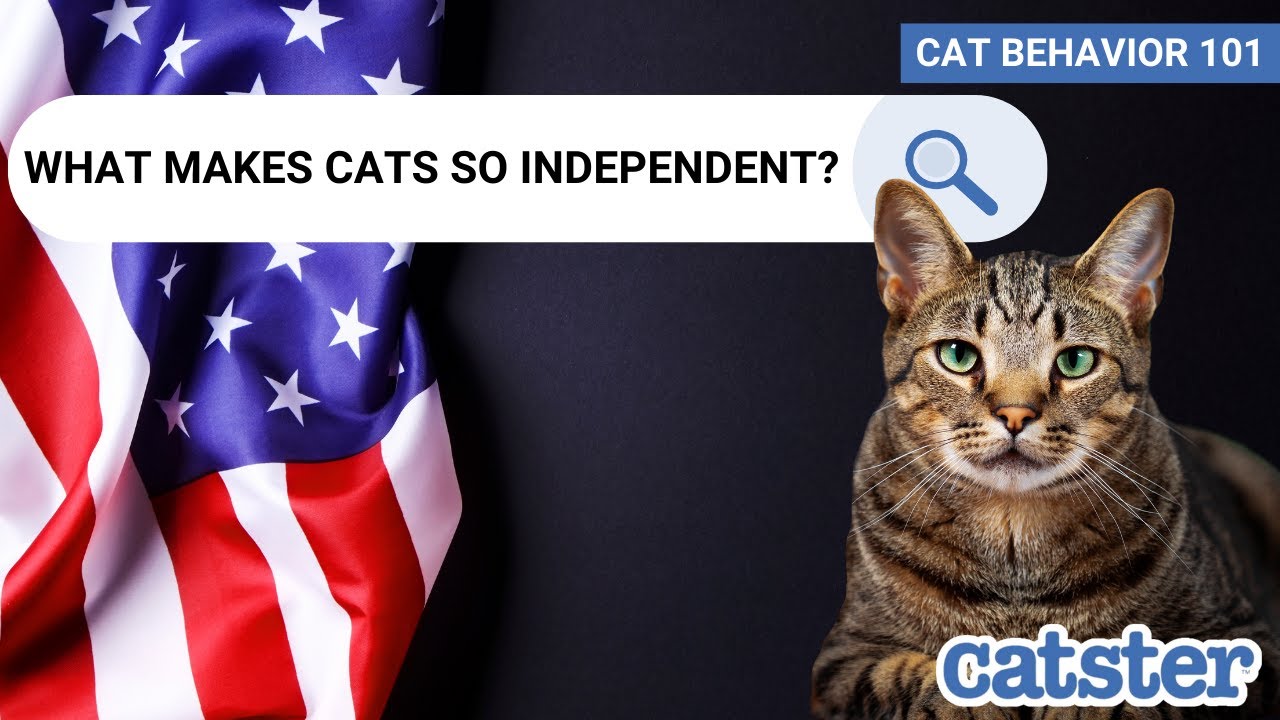 What Makes Cats So Independent? Cat expert explains! - YouTube