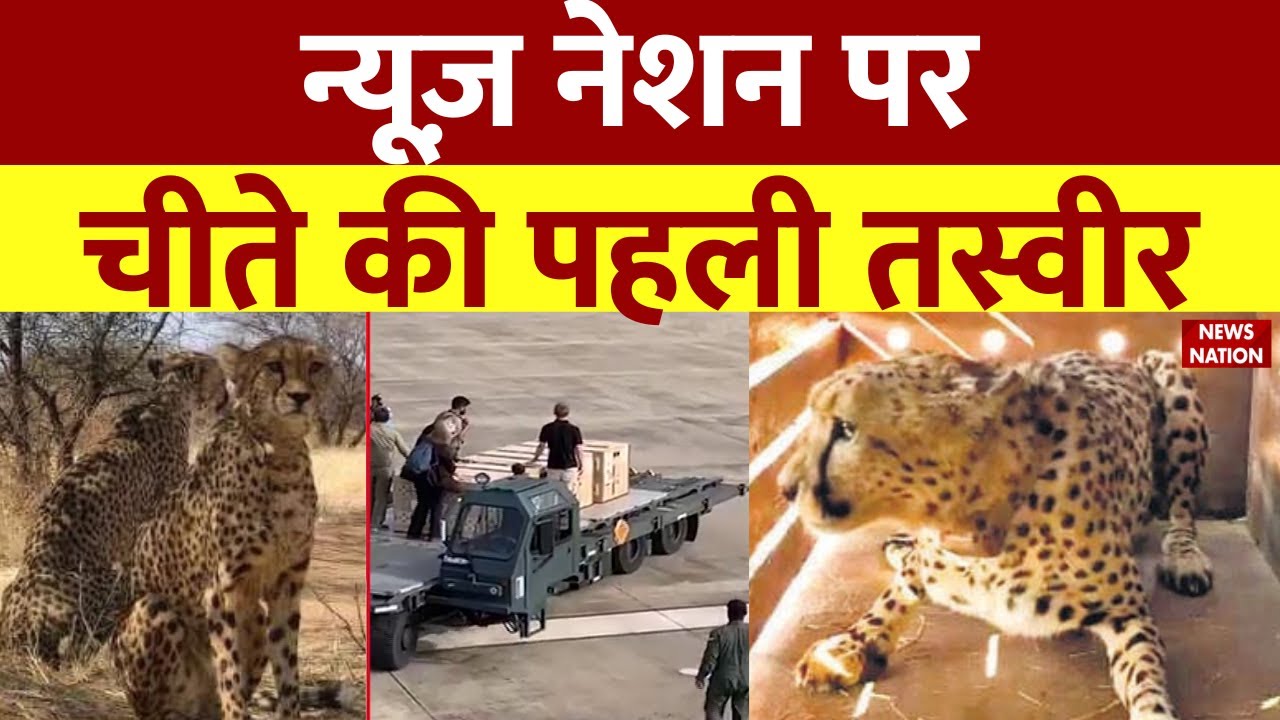 Cheetah Return to India Live Updates:न्यूज़ नेशन पर चीते की पहली तस्वीर ...