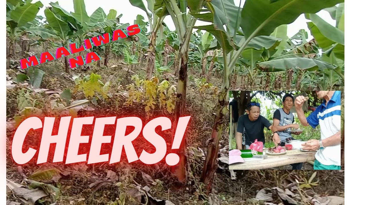 Deleafing and clearing dried barks of banana stems at abandoned banana ...