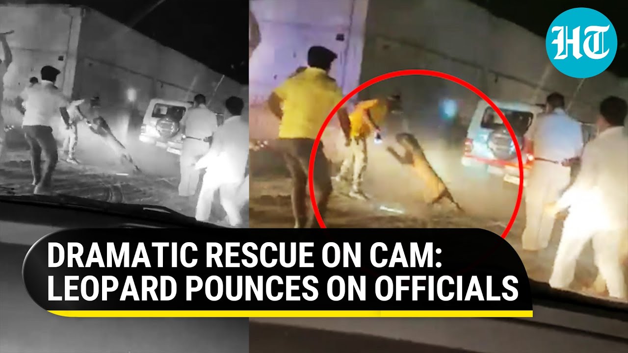 Leopard attacks 3 officials during rescue operation in Panipat ...