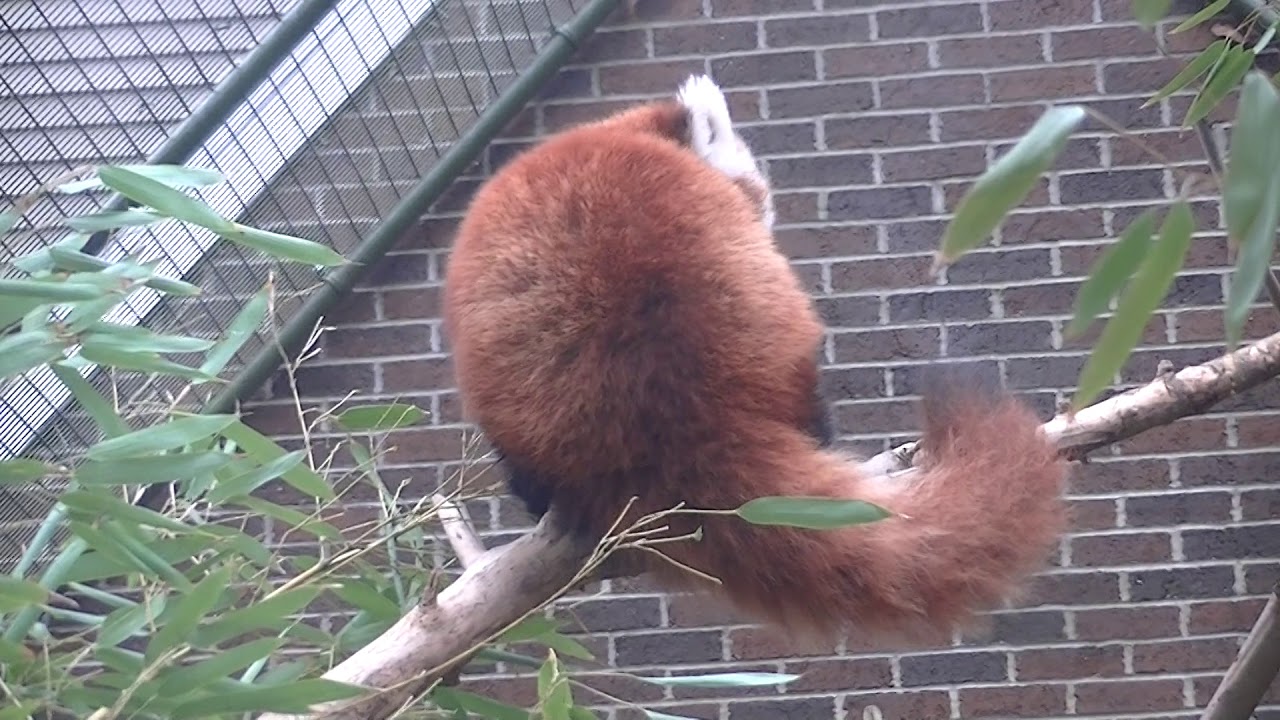 Red Panda Bamboo Break - YouTube