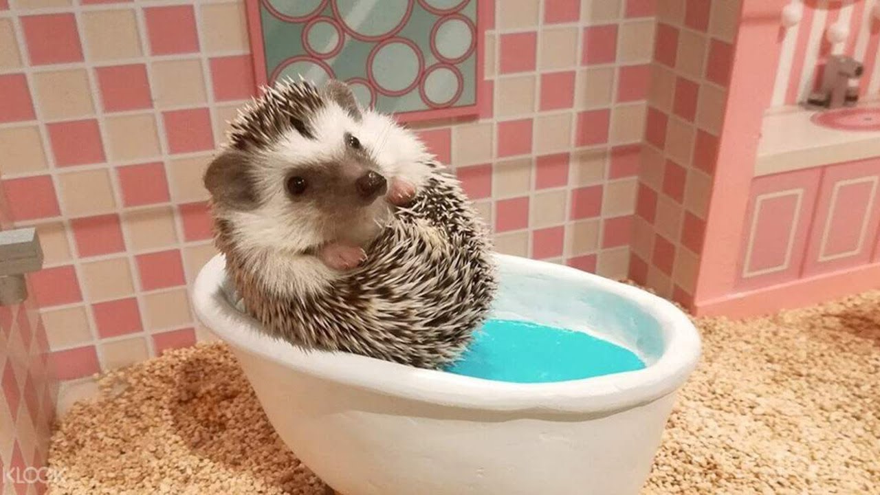 Cute Hedgehogs & Funny Baby Hedgehogs Compilation 1 - YouTube