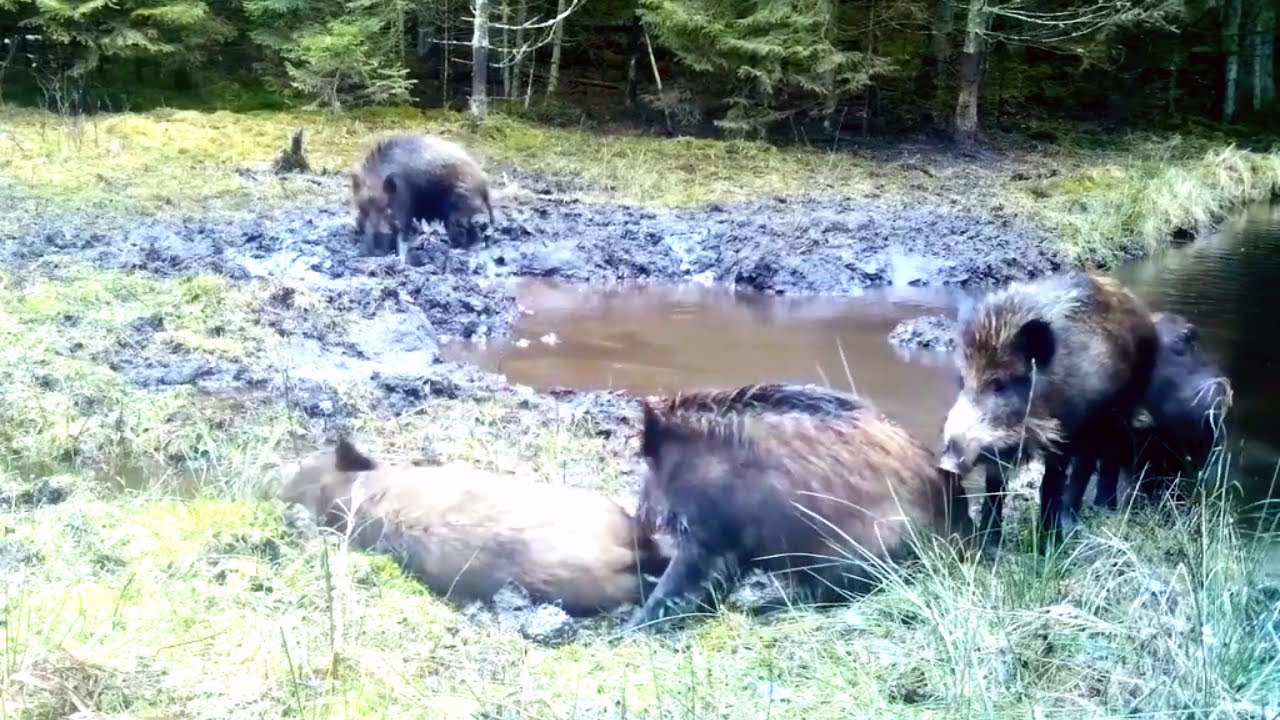 Wild Boars Take a Dip Joining Deer in the Riverbed - YouTube