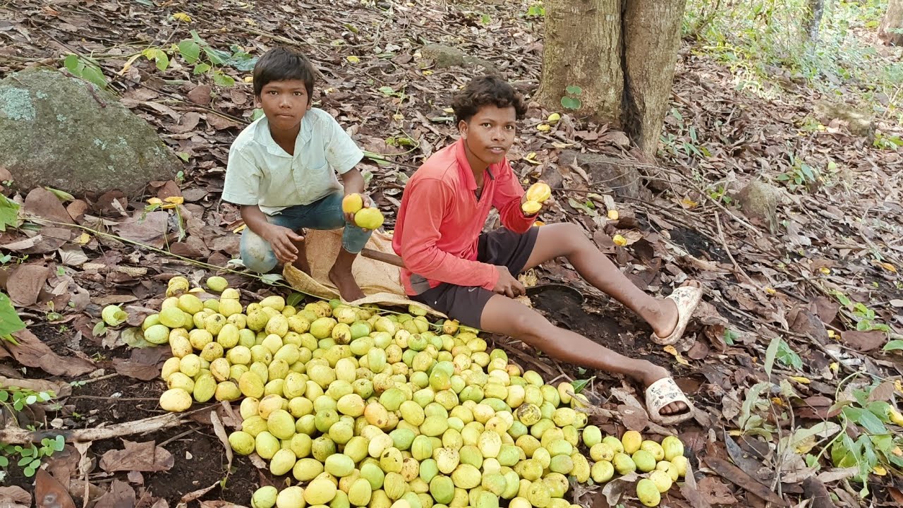 Adavilo Dorike natural Adavi mamidi pallu - YouTube