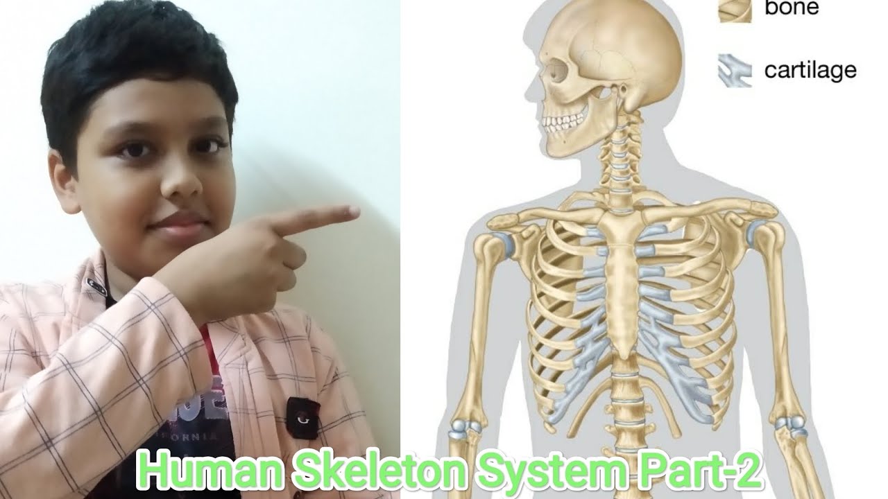 Biology - Human Skeleton System Part-2 by Kamran - YouTube