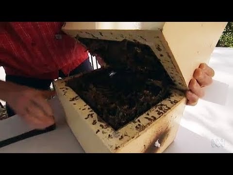 Splitting an Australian Native Stingless Bee Hive - YouTube