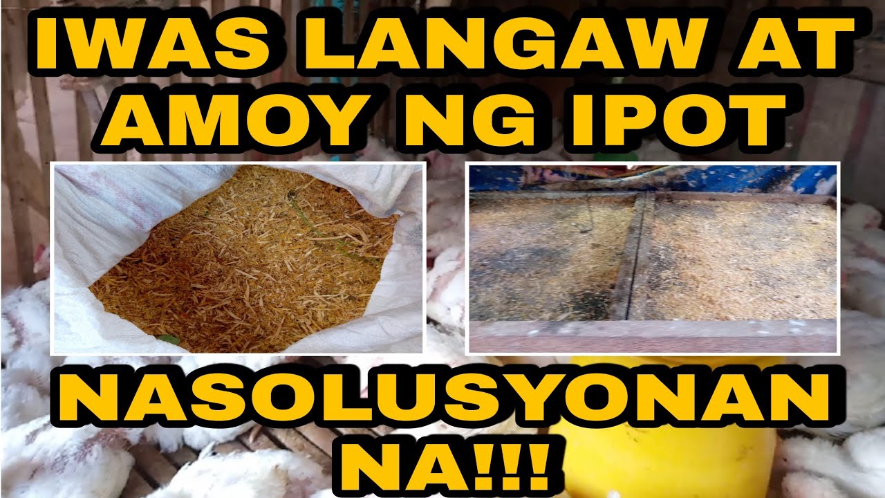 SOLUSYON SA LANGAW AT AMOY NG IPOT NG 45 DAYS CHICKEN | JAY TIPS TV - YouTube