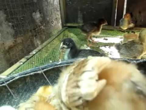kabir chicks FOR SALE - YouTube