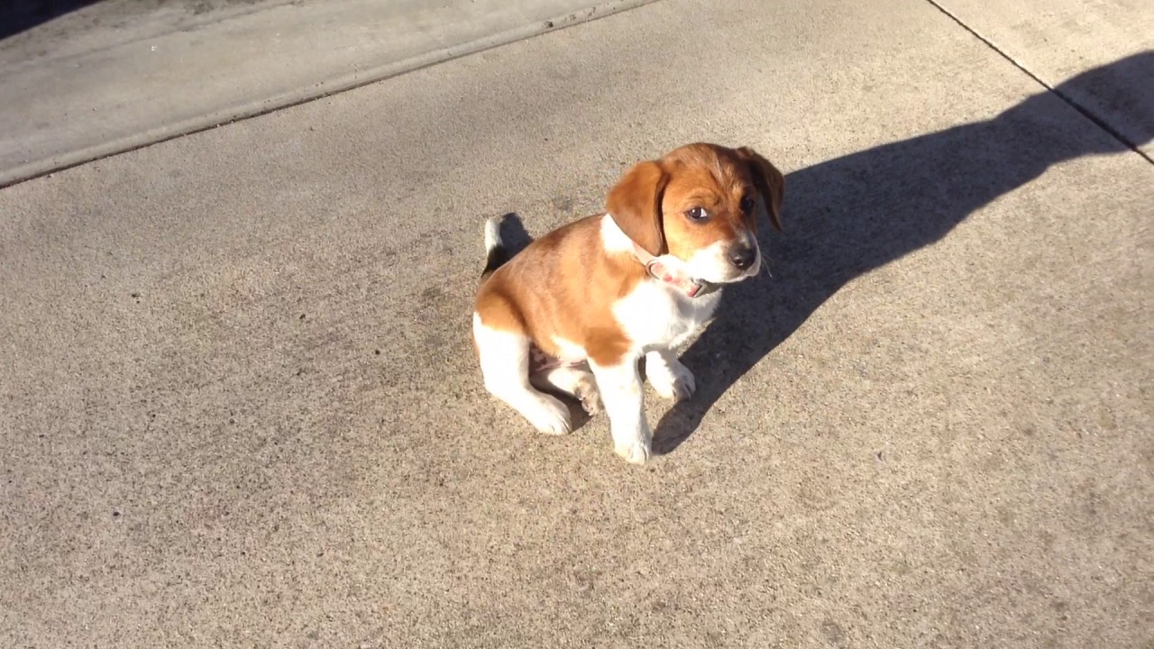 The cutest Beagle Dog ever😍😍😍 - YouTube