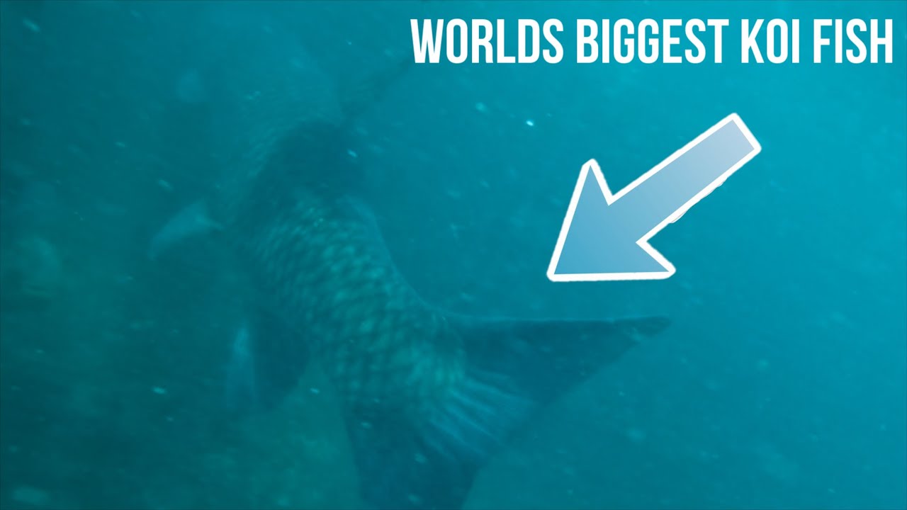 We Dropped a GoPro In And Filmed the Worlds BIGGEST KOI FISH! - YouTube