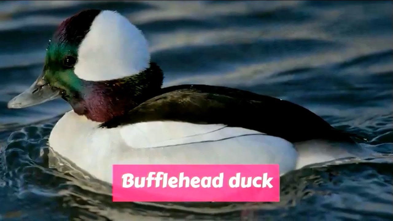 Bufflehead duck (Bucephala albeola) - YouTube