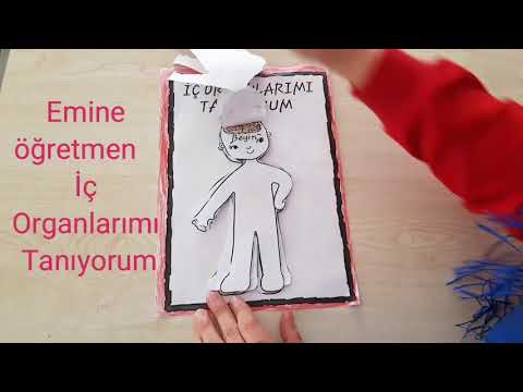 Emine öğretmen İç organlarımı tanıyorum
