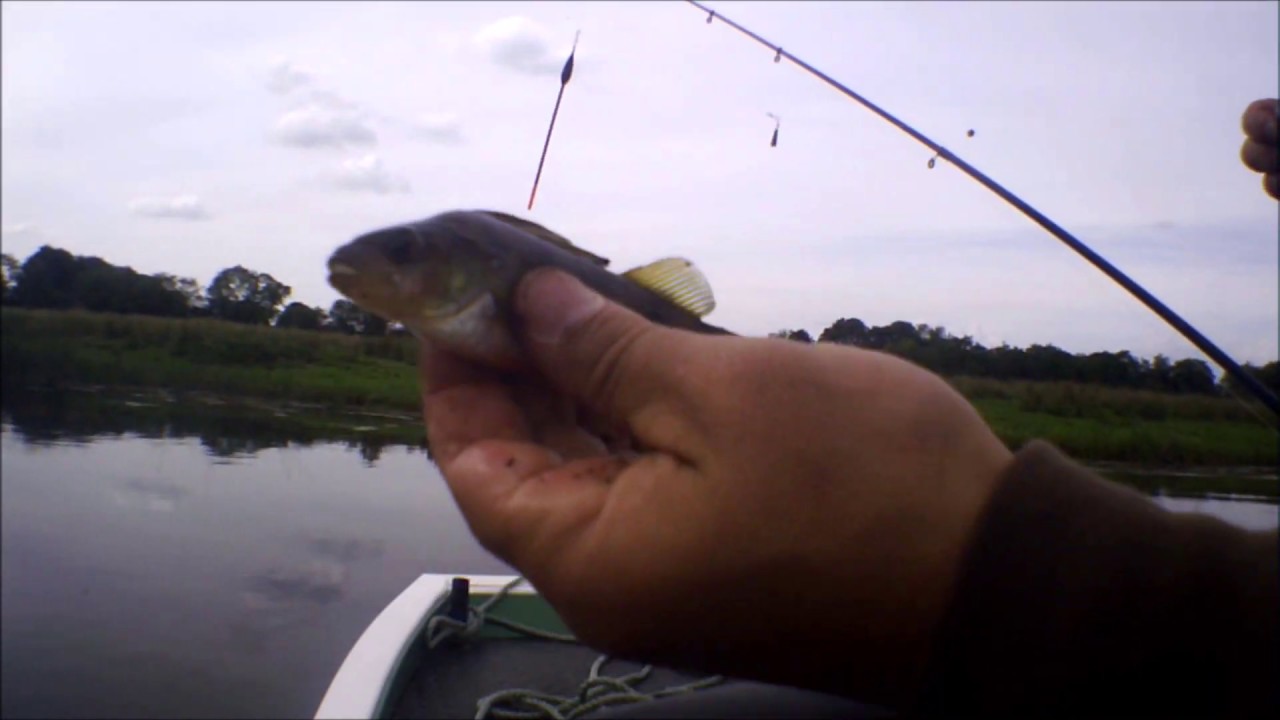 good fun perch fishing - YouTube