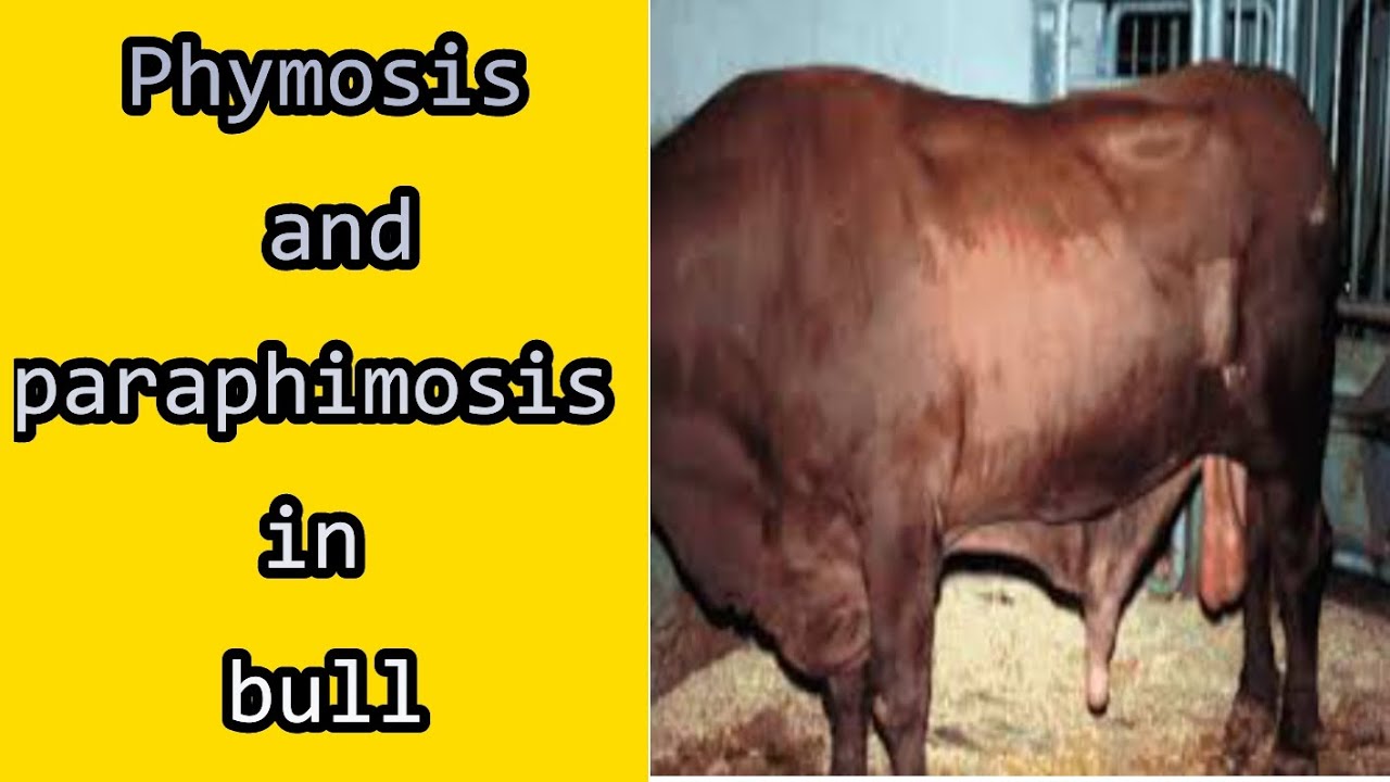 Phimosis and paraphimosis in bull #vetdisease #veterinaryclasses # ...