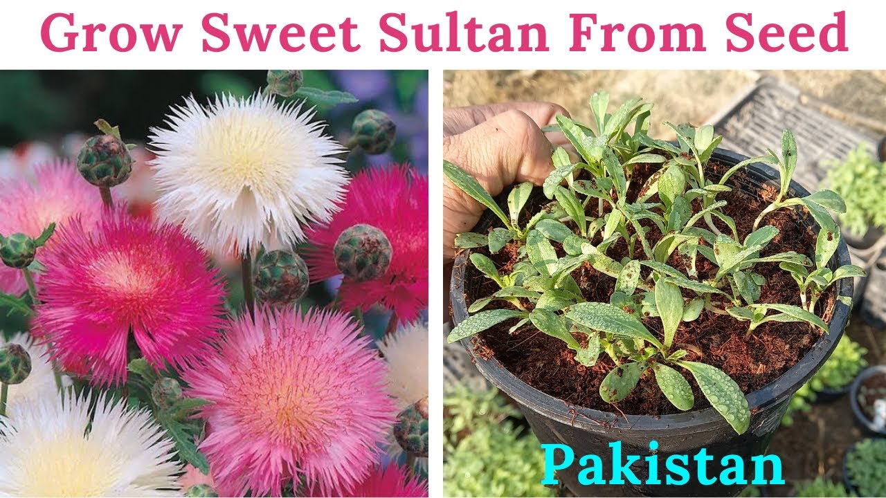 Grow Sweet Sultan Flower From Seed In Pakistan| Centaura Moschata ...
