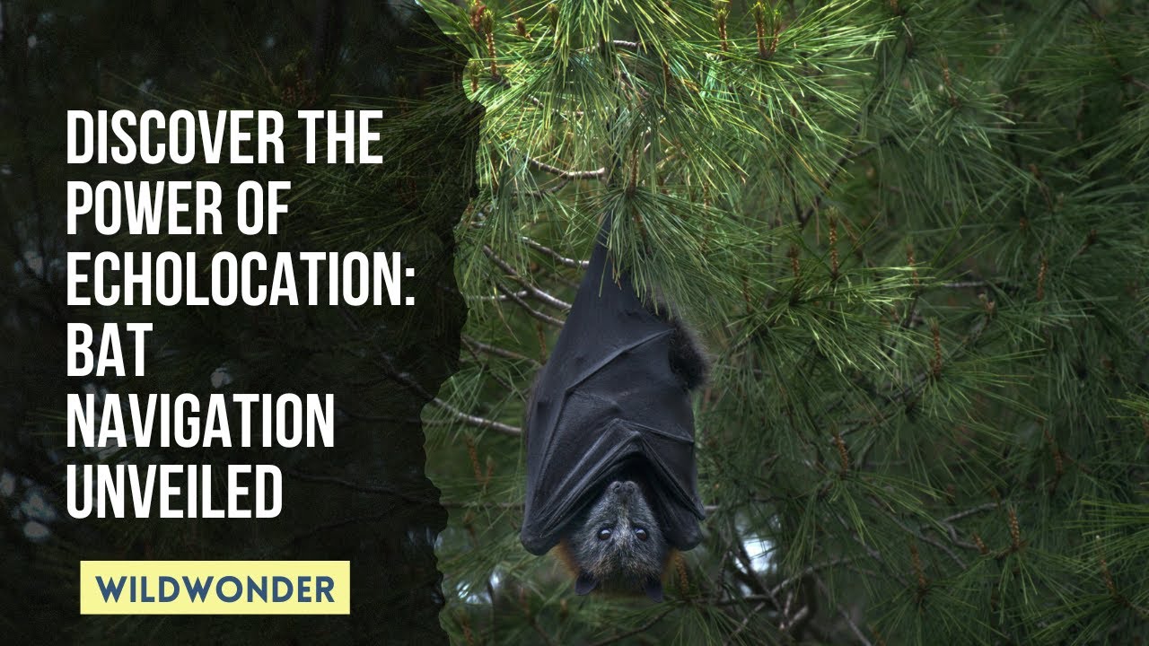 Unlocking Nature's Sonar: The Fascinating World of Bat Echolocation - YouTube