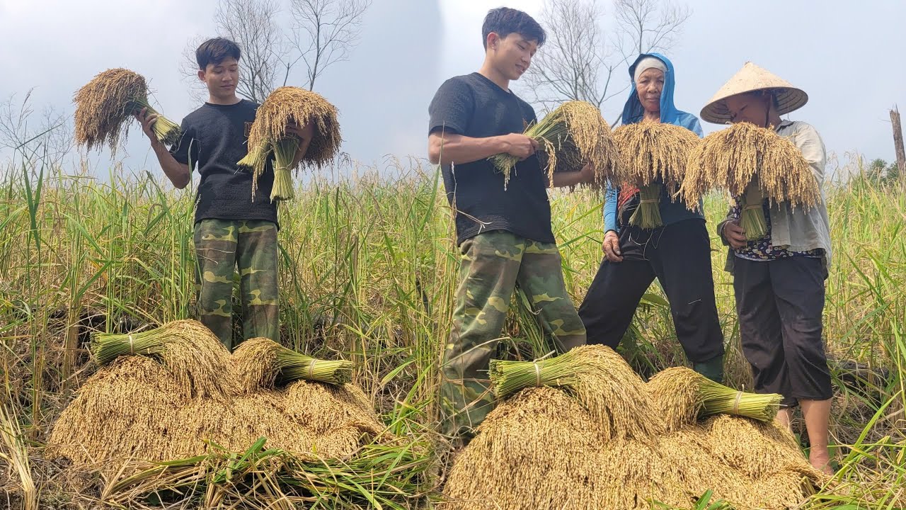 The traditional method of harvesting upland rice that you may not know ...