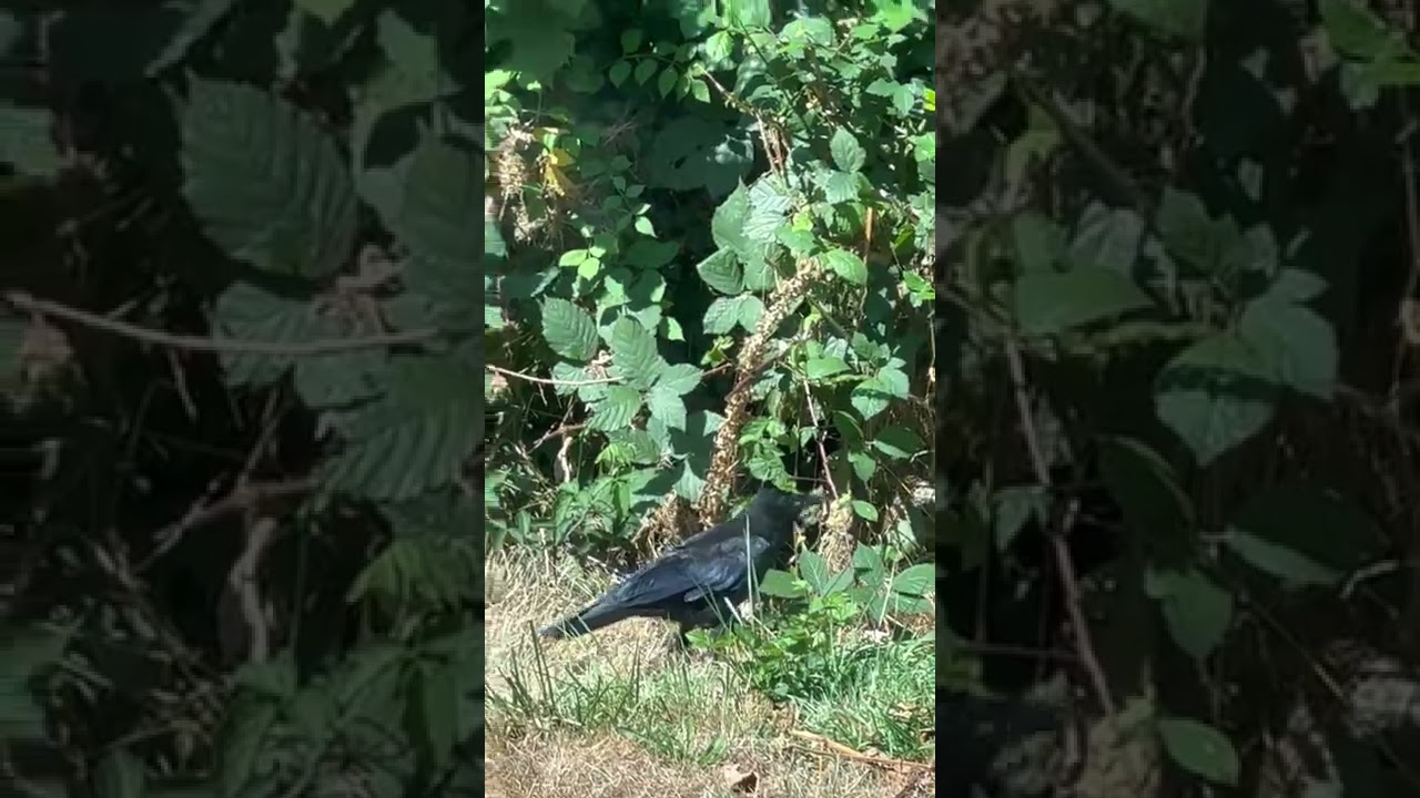 3 Baby Crows Starving, 2 Settled With Blackberries While 1 Finally ...