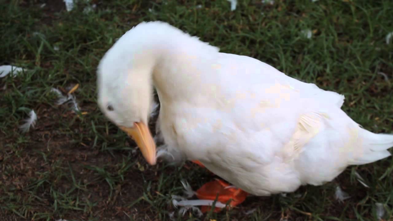 Percy the duck getting clean - YouTube