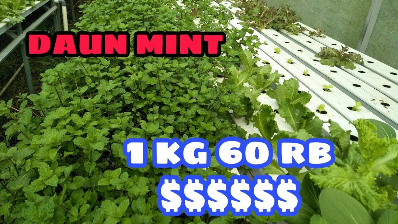 DAUN MINT HIDROPONIK SATU KILO 60 RB - YouTube