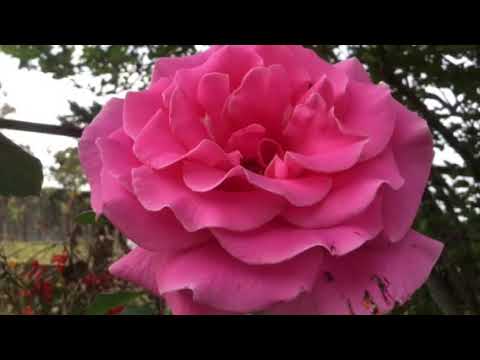 Random flowers put into a video