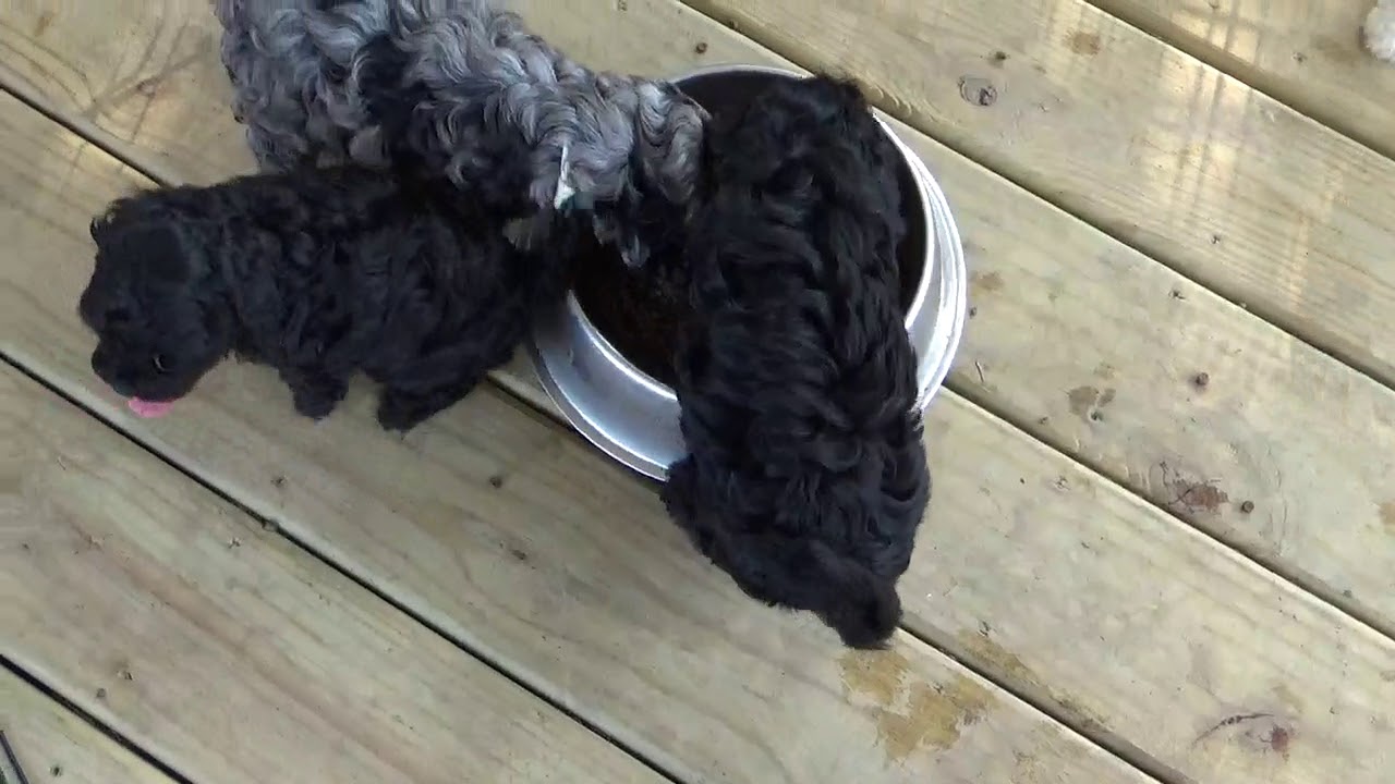 Hazel's Cockapoo Litter - Mill Creek Family Farms Champion Line ...