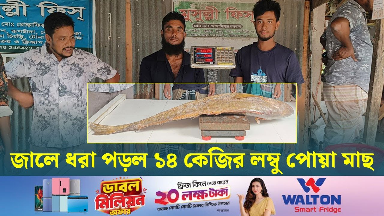 জালে ধরা পড়ল ১৪ কেজির লম্বু পোয়া মাছ | Kuakata | Lambu Fish | Dhaka ...