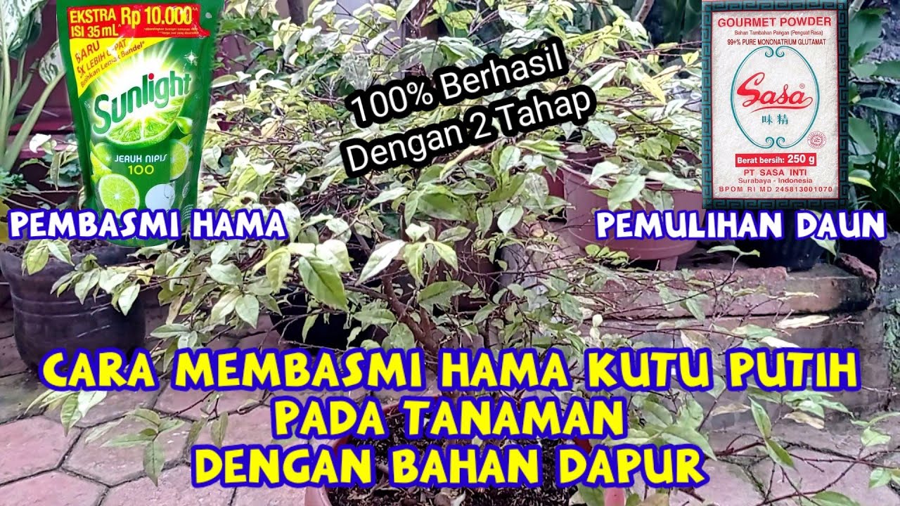 Cara Membasmi Hama Kutu Putih pada Tanaman - YouTube