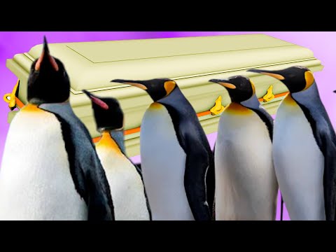 Funny Cute Penguins - Coffin Dance Song (COVER)