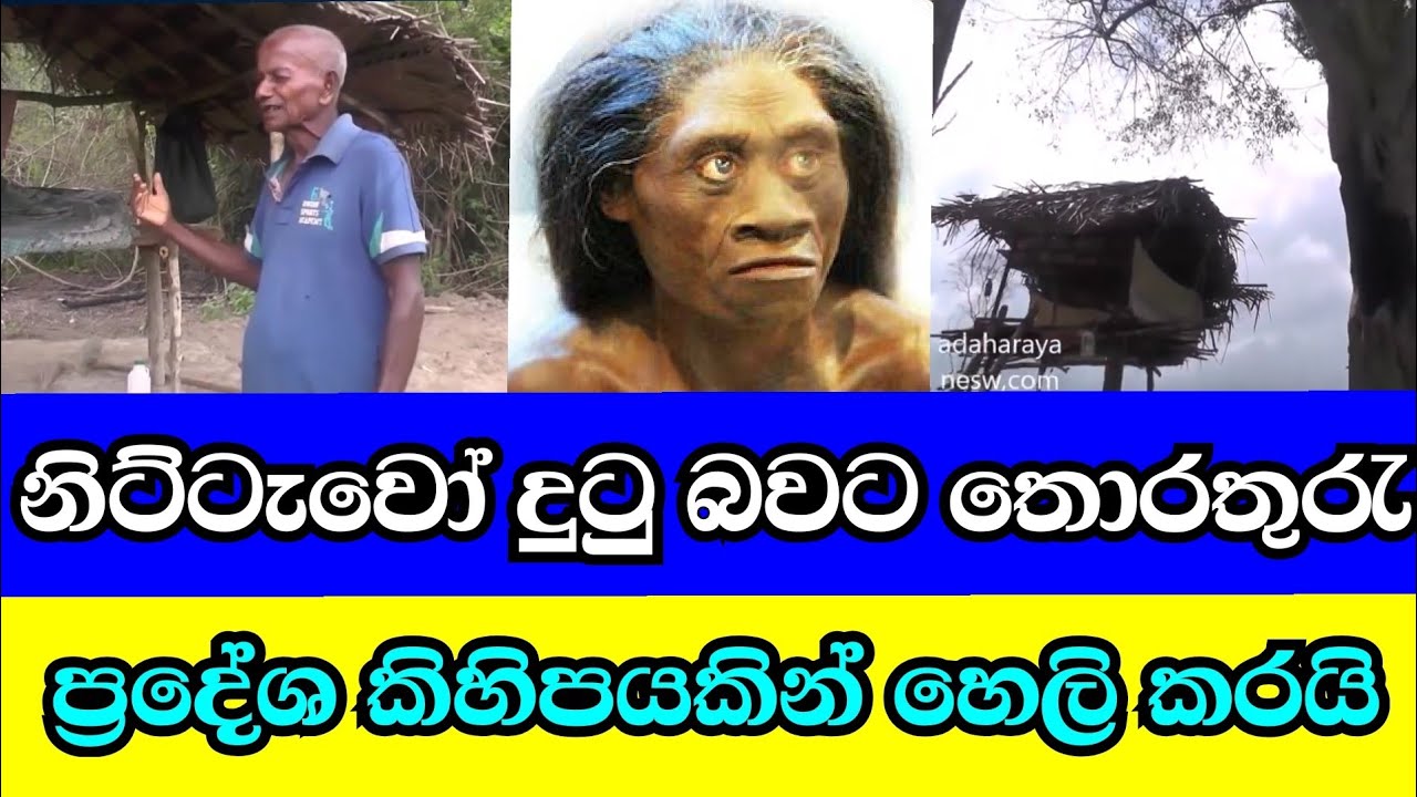 Nittaewo hewath kuru minisun Breaking News - YouTube